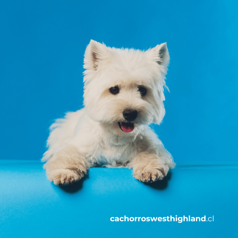 10 Razones para Tener un Cachorro West Highland White Terrier.